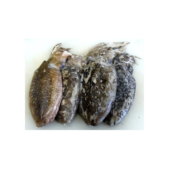 Choco Médio fresco Sesimbra Kg - MercaChefe